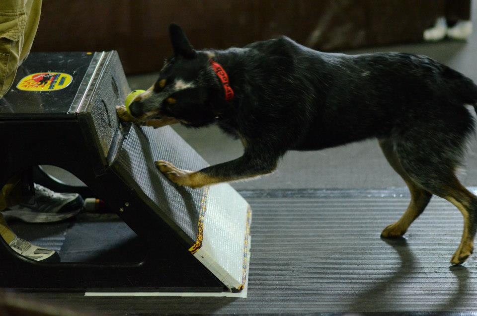 Flyball Basics | Blog | PlexiDor Dog Doors